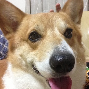OpenCppCoverageを使ってC++のカバレッジを計測する - Corgi Lab. ～備忘録のための技術ブログ～